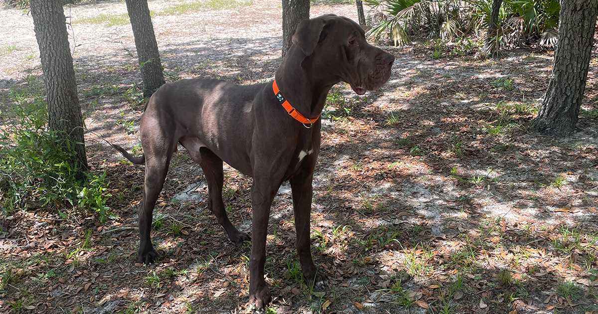 One Big Dog Makes a Big Impact on His New Family | ASPCA
