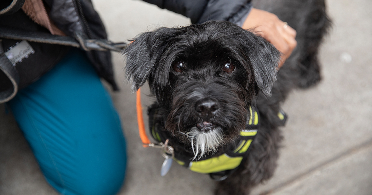 With Help from the ASPCA, A Once Neglected Senior Dog Transforms and ...