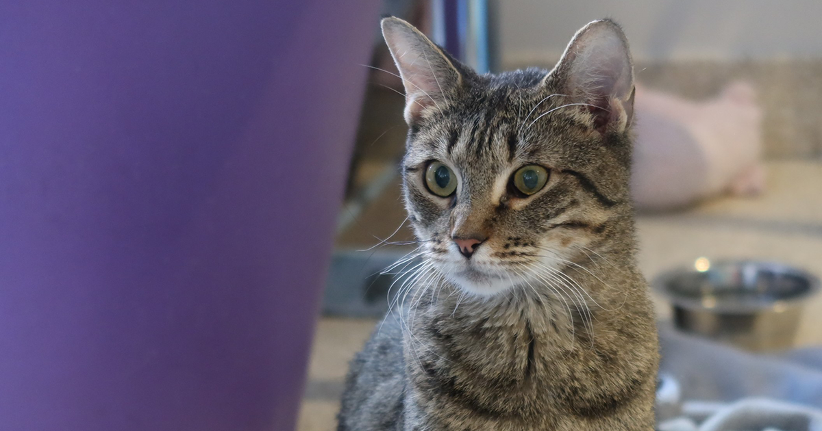 Do You Believe in Loaf at First Sight? | ASPCA