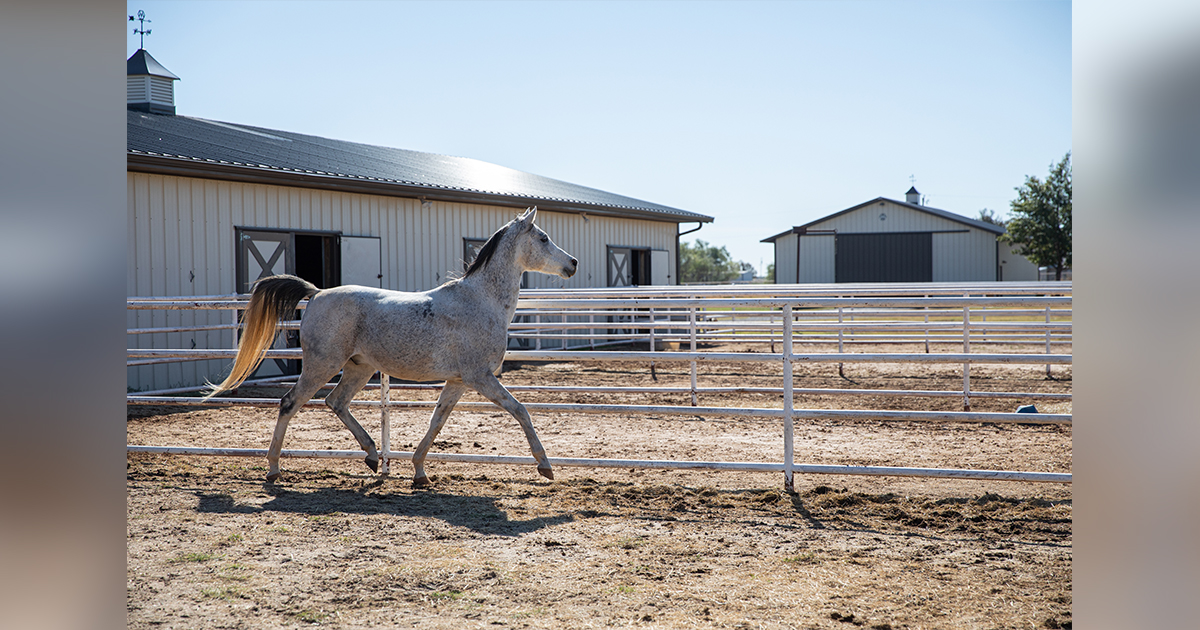 Reflecting on Equine Welfare: ASPCA's Commitment During Adopt a Horse ...