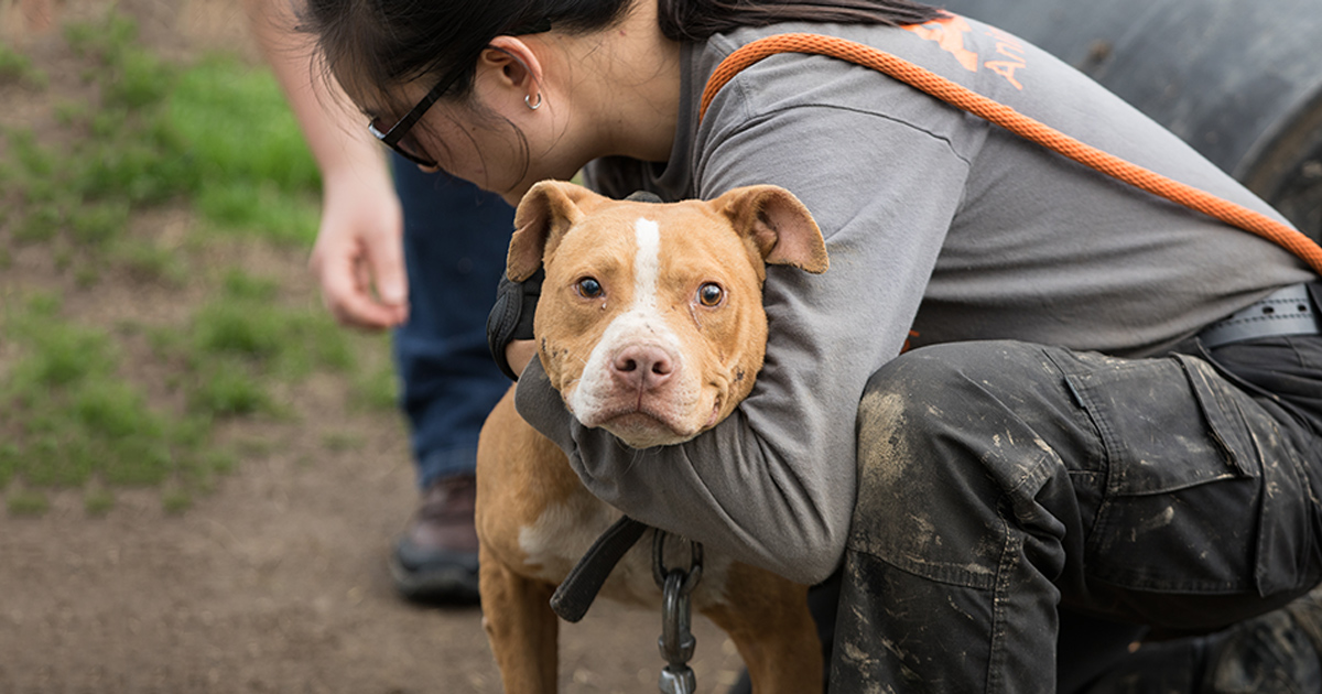 ASPCA Experts Give an In-Depth Look into Dogfighting Rescues | ASPCA