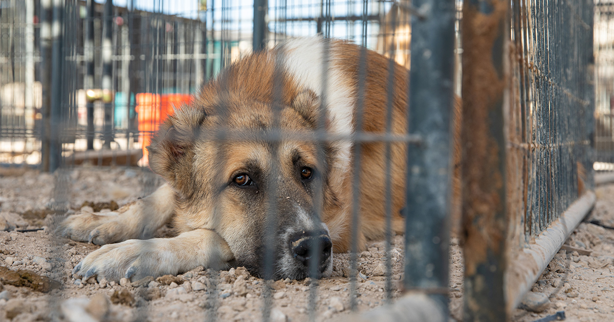 An Inside Look into a Recent ASPCA Rescue Response | ASPCA