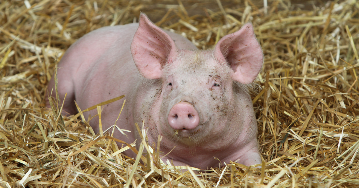 New Rules for Farm Animals: How Is USDA Organic Changing? | ASPCA