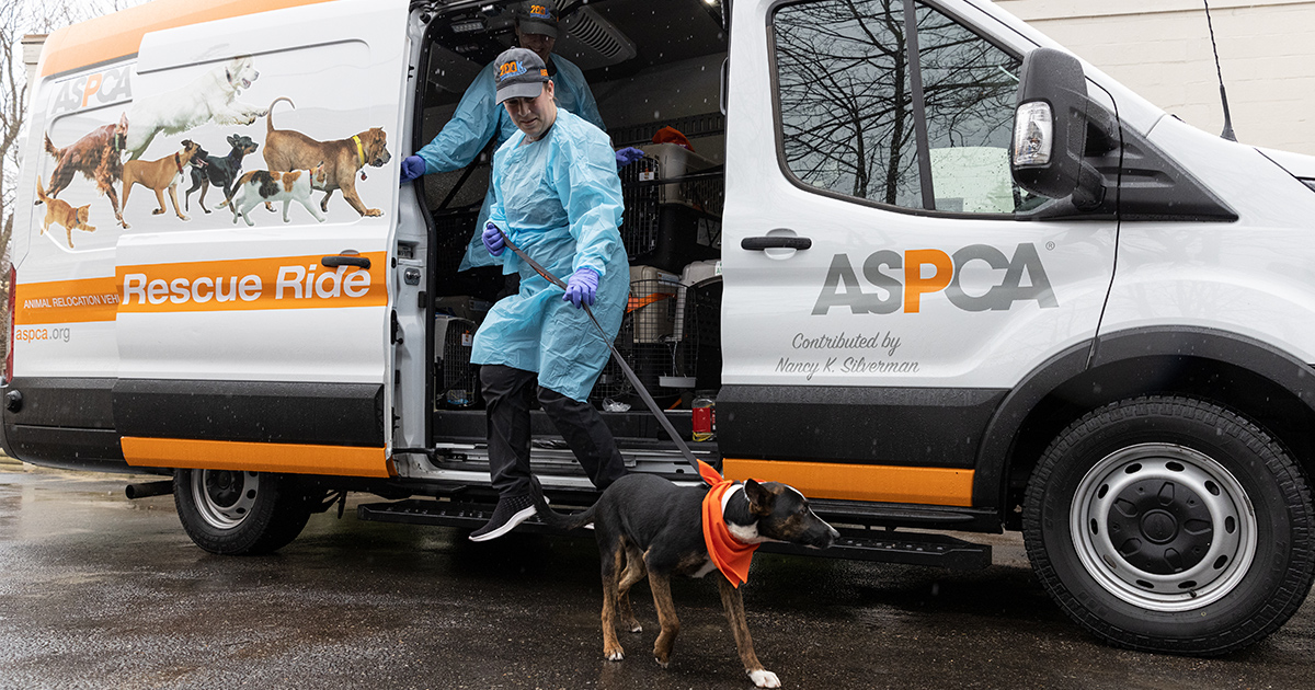 ASPCA Helps 200,000 Shelter Animals Find Greater Adoption Opportunities ...