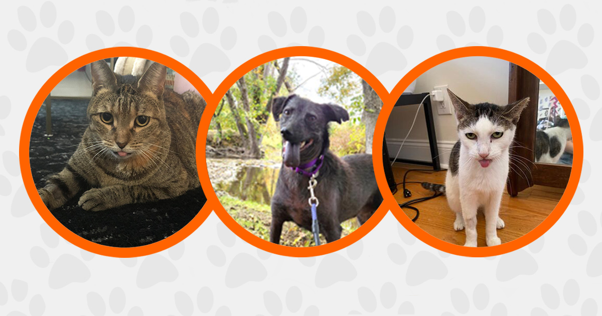 These Seniors Want to be Your Next Pet—Here’s Why! | ASPCA