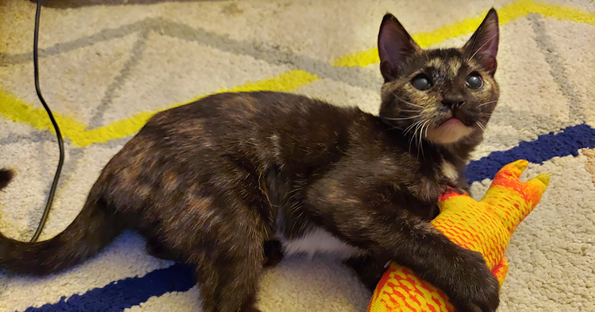 Charming Chelsie Wants to Chat and Play With You Every Day! | ASPCA