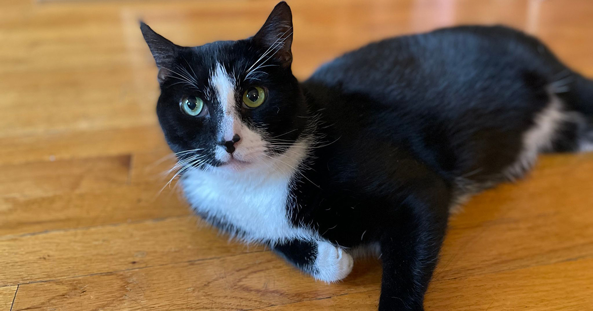 This Cute Cat Is Ready to Scamper into Your Life! | ASPCA