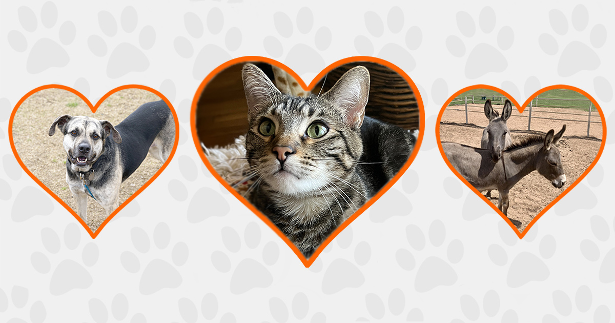 These Furry Friends are Looking for a Summer Romance! Are You Ready to ...