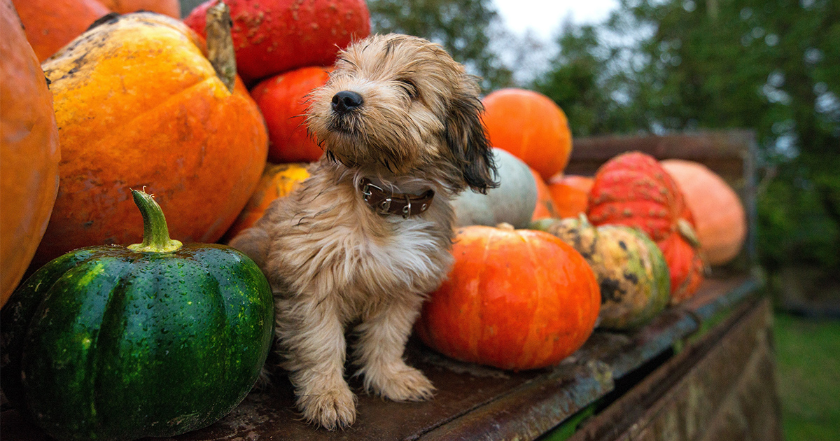 How to Keep Your Thanksgiving Pet-Safe! | ASPCA