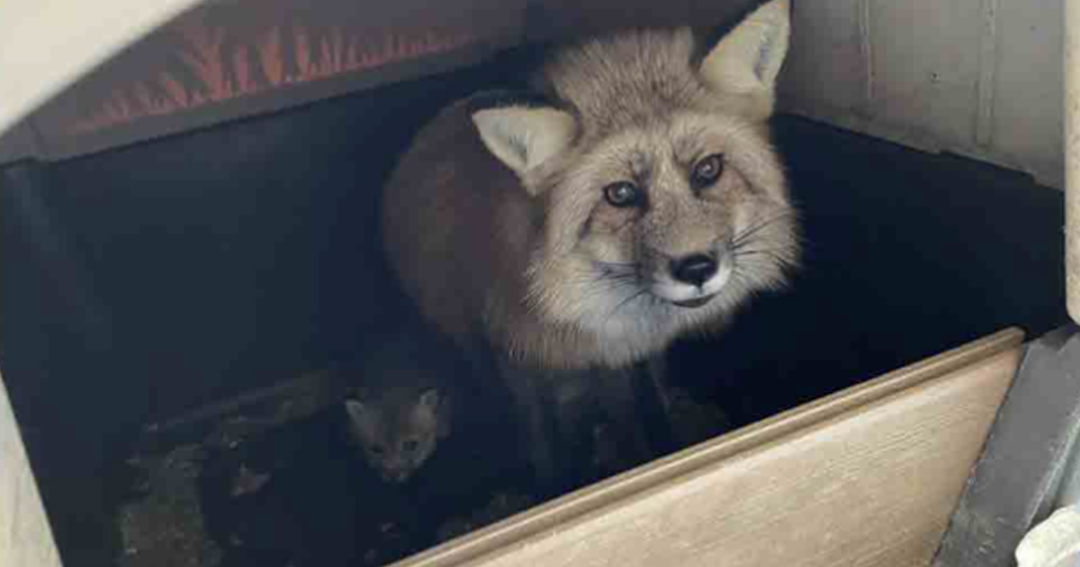 After Years of USDA Inaction, Exotic Animal Dealer Finally Out of ...