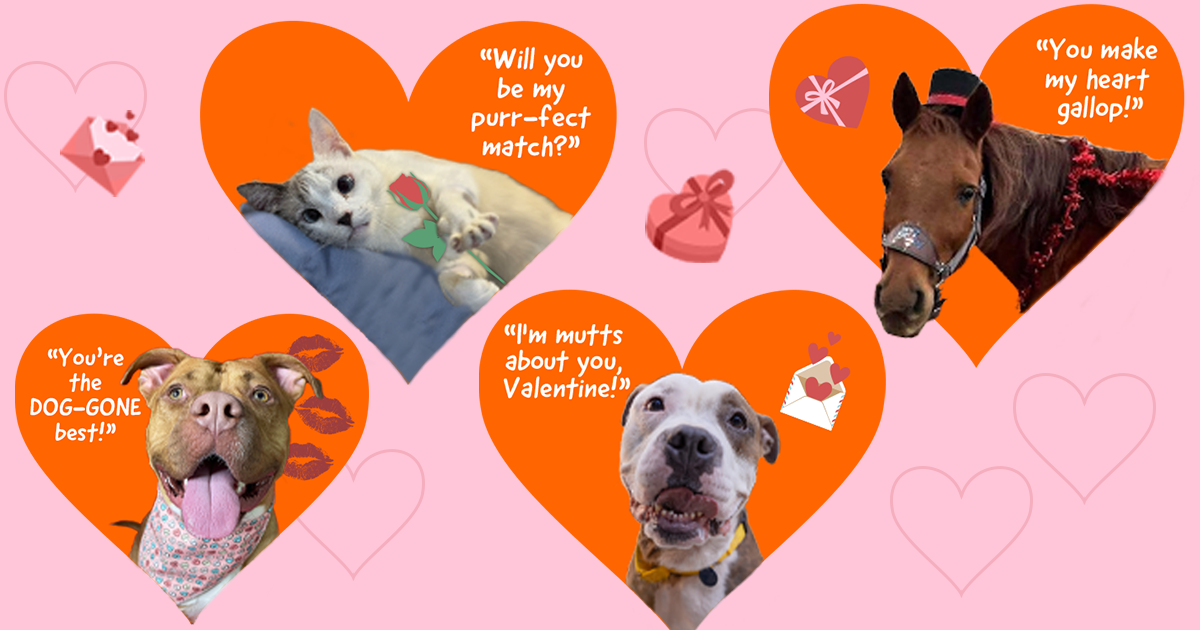 Want to Share Some Love This Valentine’s Day? Adopt an Animal in Need ...