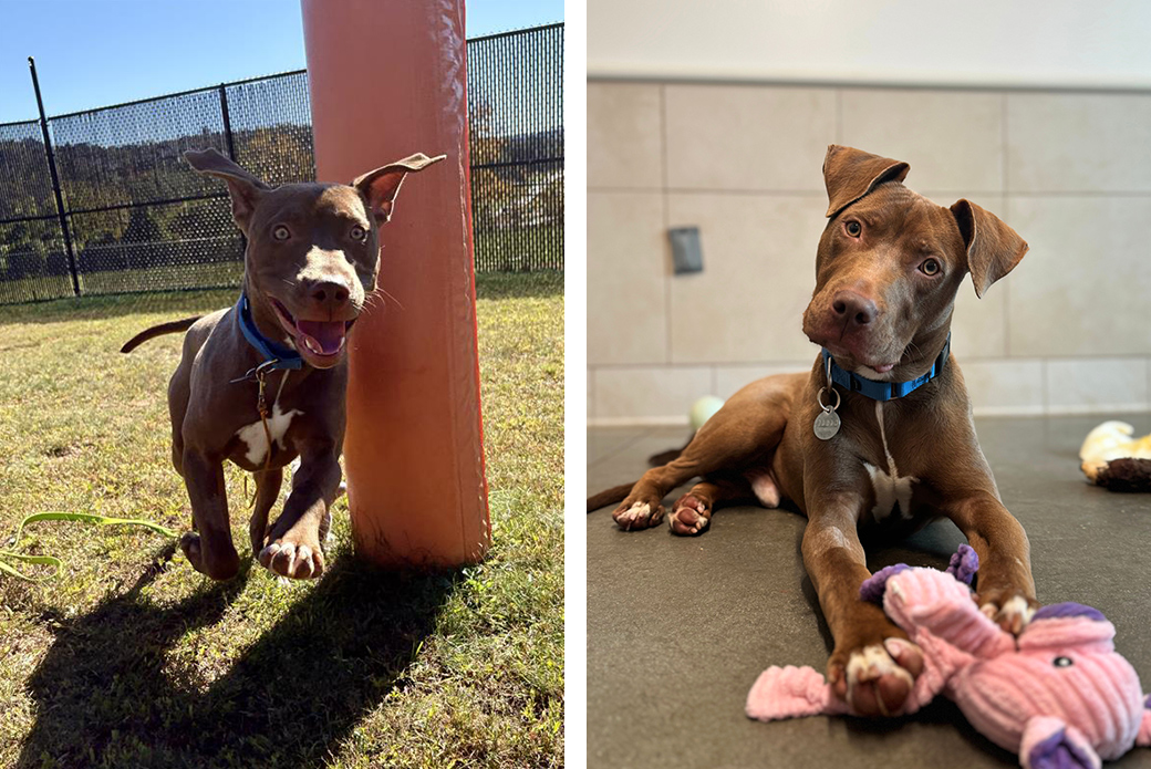 Adoptable Dog in North Carolina: Grayson | ASPCA