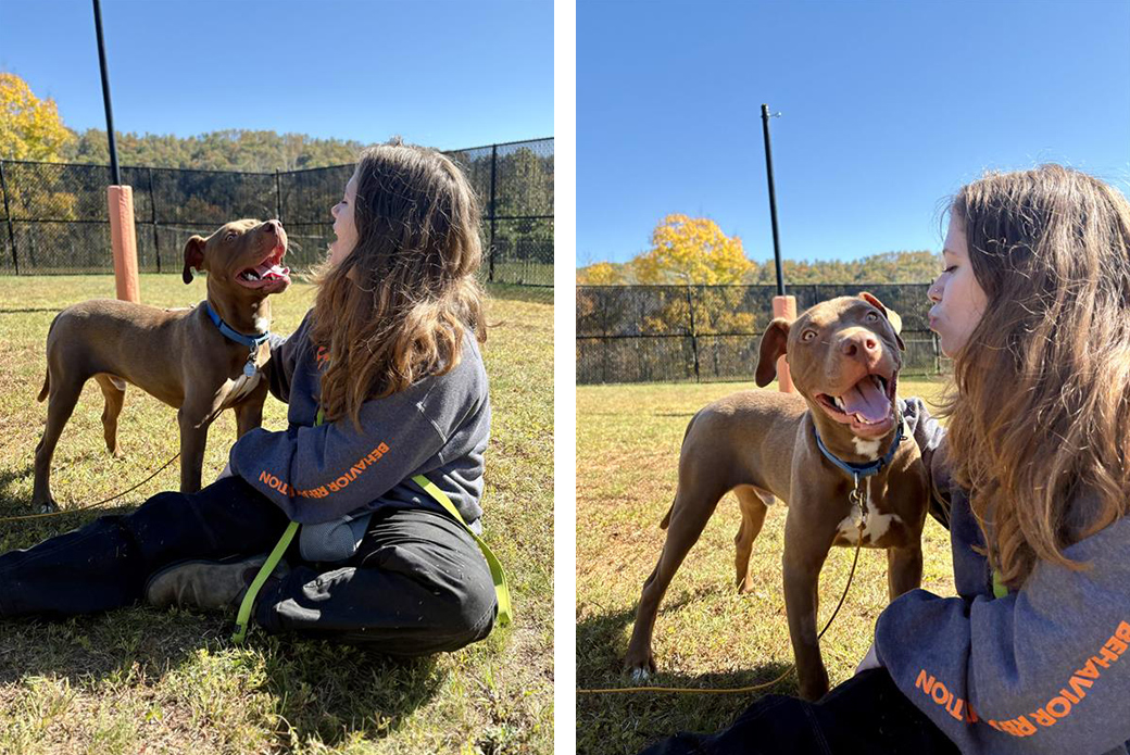 Adoptable Dog in North Carolina: Grayson | ASPCA