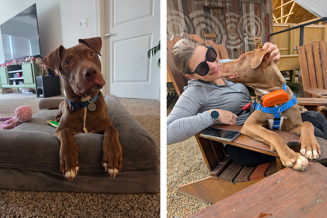 Adoptable Dog in North Carolina: Grayson | ASPCA