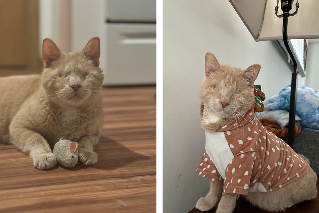 Love BEFORE First Sight: How One Blind Cat Found His Purrfect Home | ASPCA