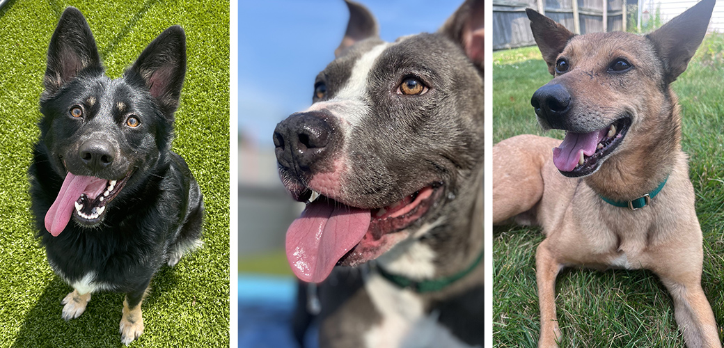 Autumn Is Here, and These Adoptable Dogs Just Want To Play in the ...